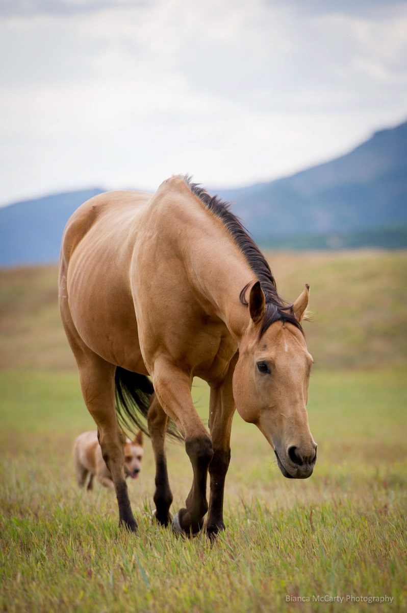 Colorado Horse Council, Inc. | Working to bring the horse community ...